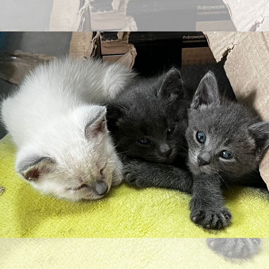 Котята серые