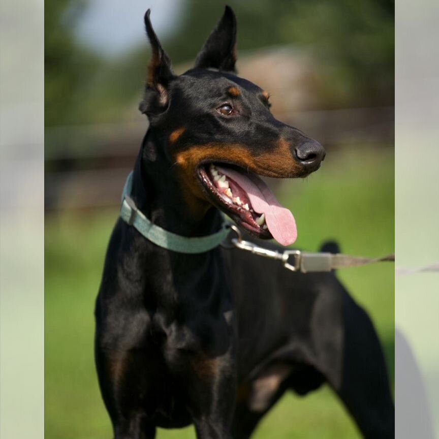 Доберман Зик