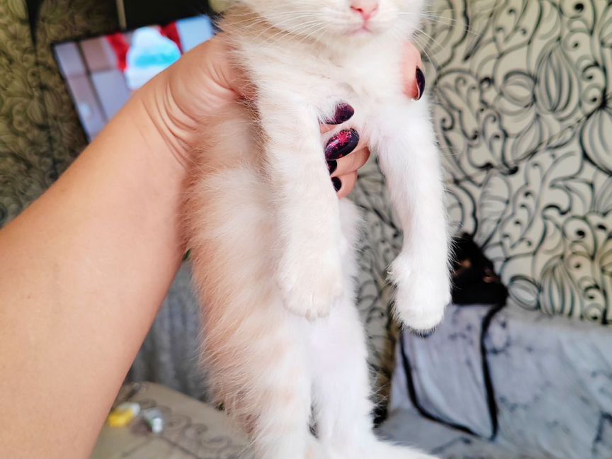 Шотландские вислоухие котята