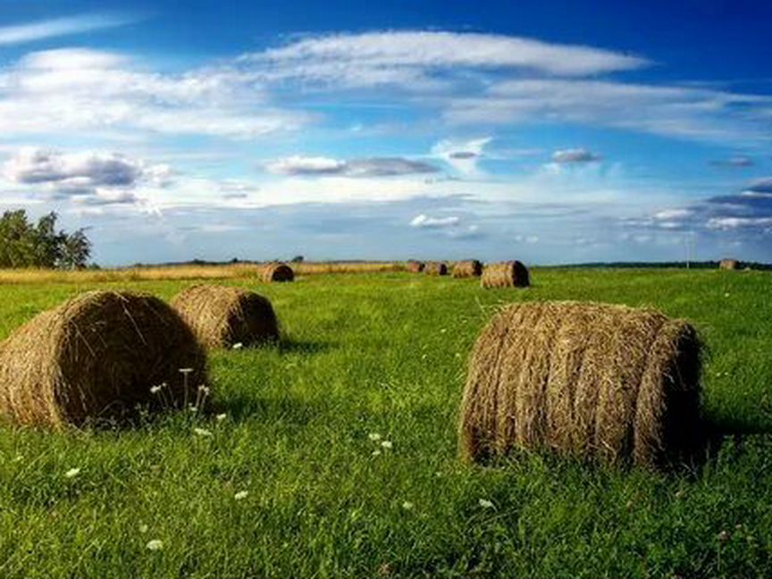 Сено для сенокоса