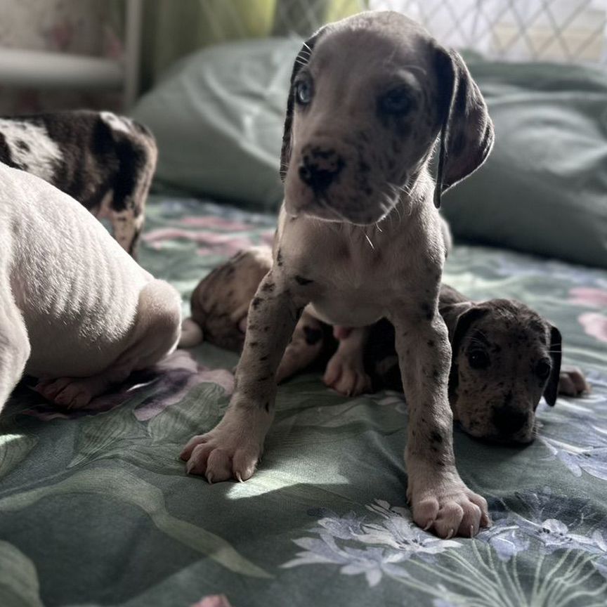 Малыши доги