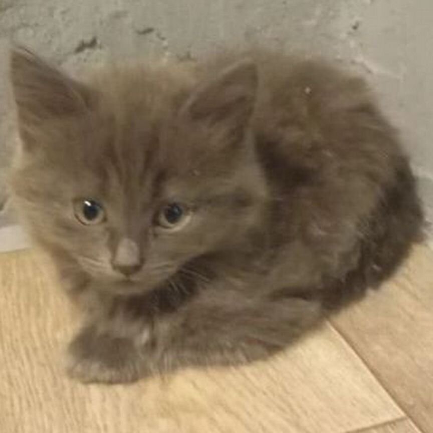 Британский длинношёрстный котёнок