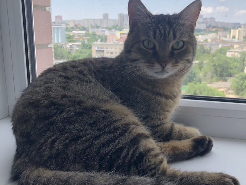 Кошка в добрые руки