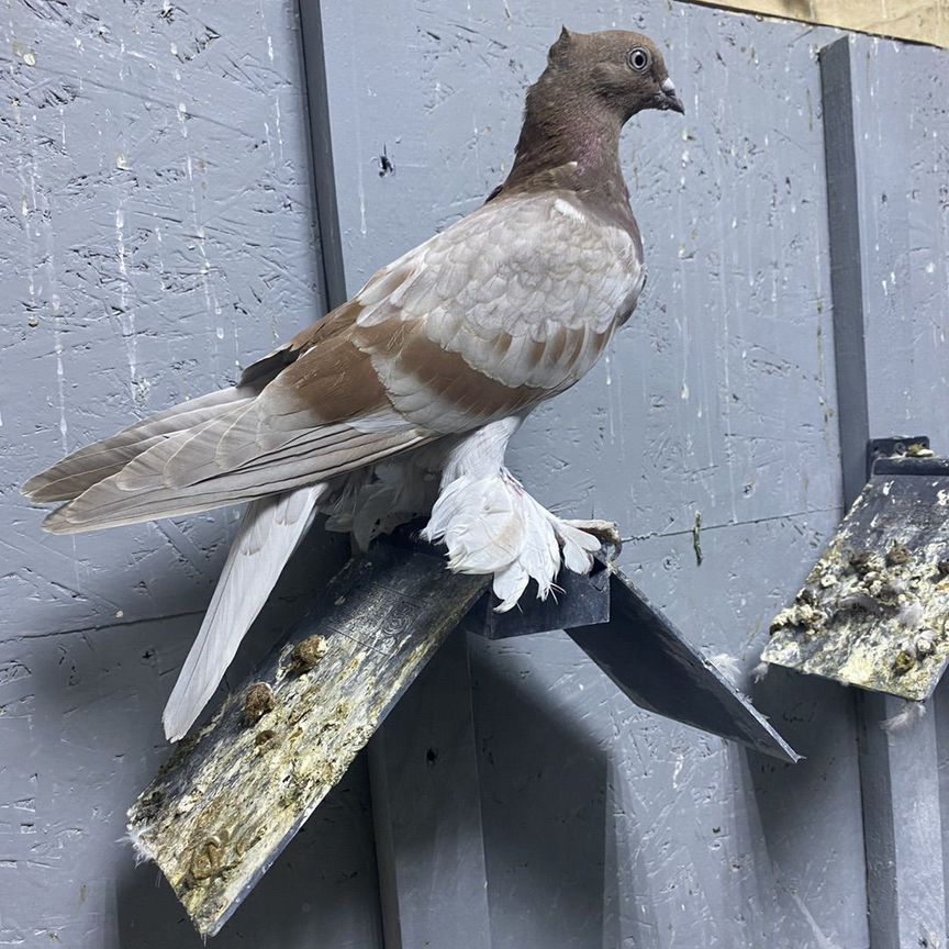 Андижанские голуби