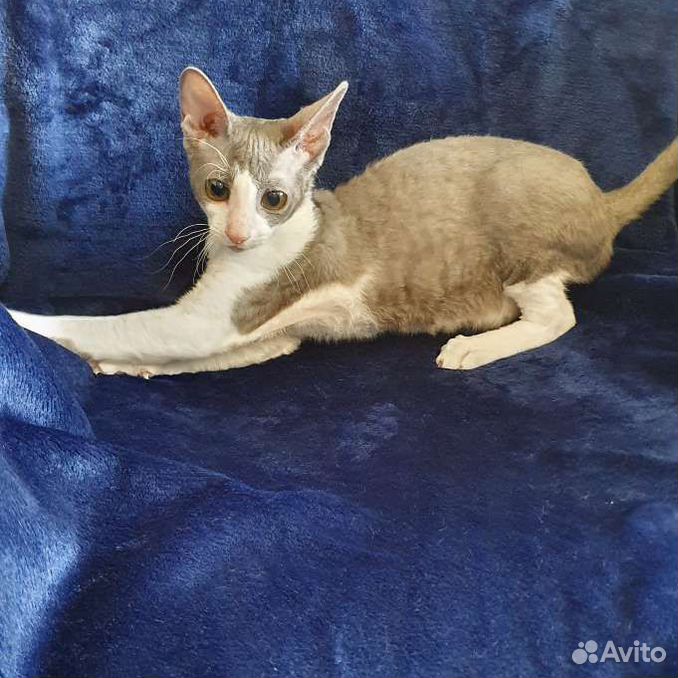 Кудрявая малышка- корниш