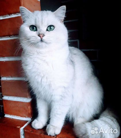 Шикарный кот