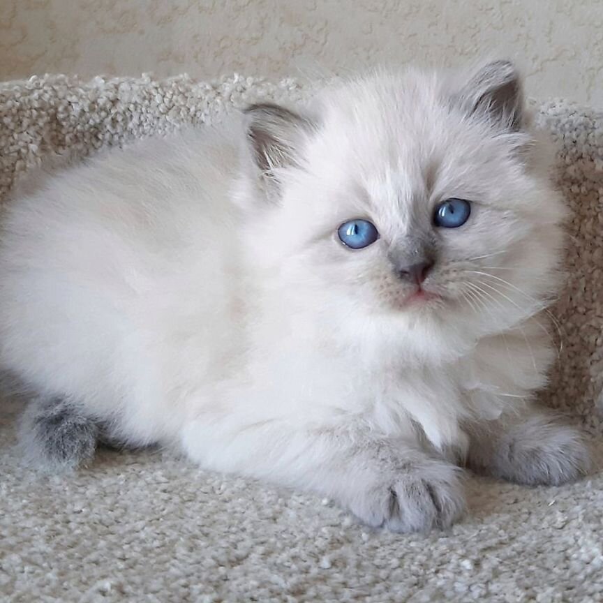 Невские маскарадные котята