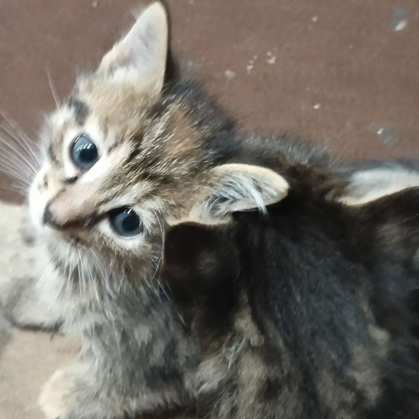 Котёнок от частного владельца