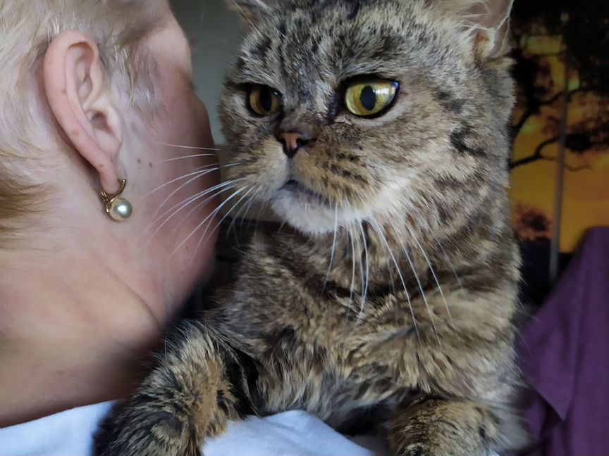 Красавица Айрис в хорошие руки