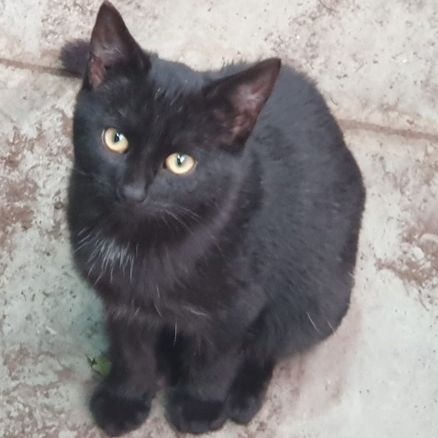 Котенок в добрые руки