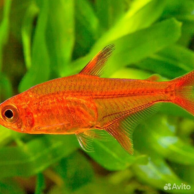 Тетра Аманда (Hyphessobrycon Amandae)