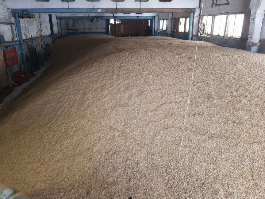 Зерно овес фуражный