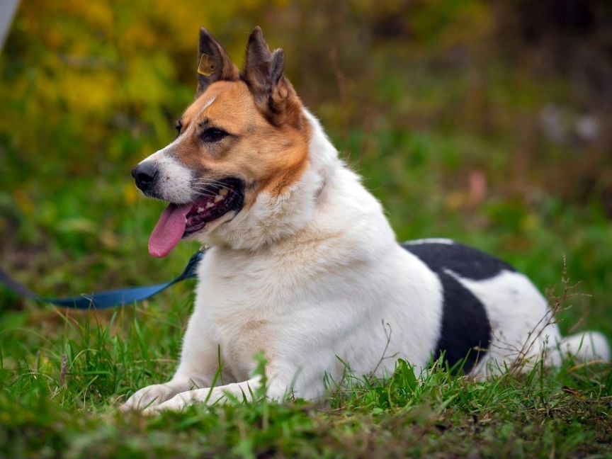 Красавица Мальта ищет дом