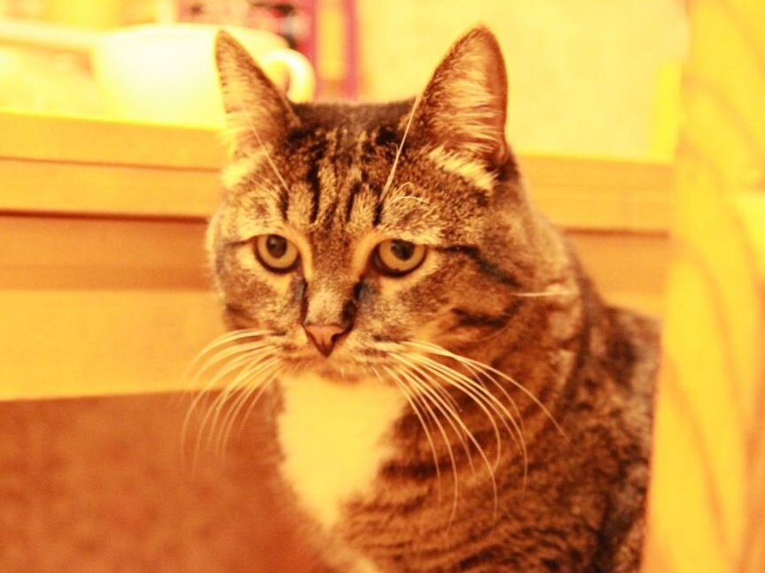 Котик для дома, для семьи
