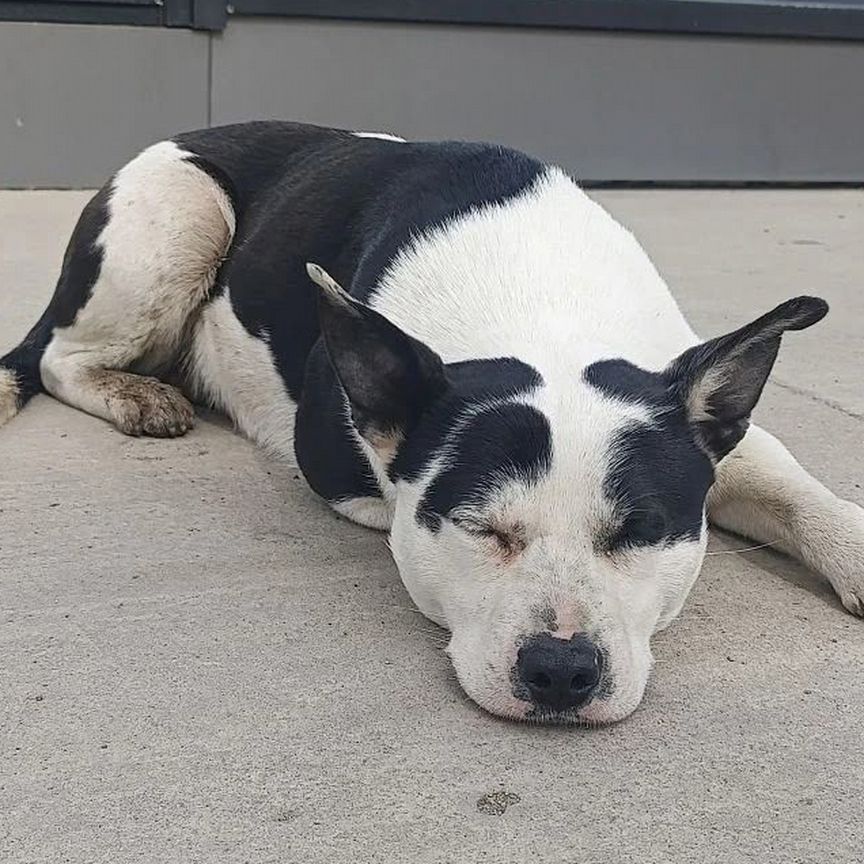 Взрослая собака в добрые руки