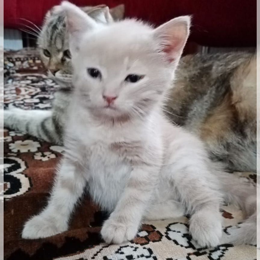 Котята в добрые руки