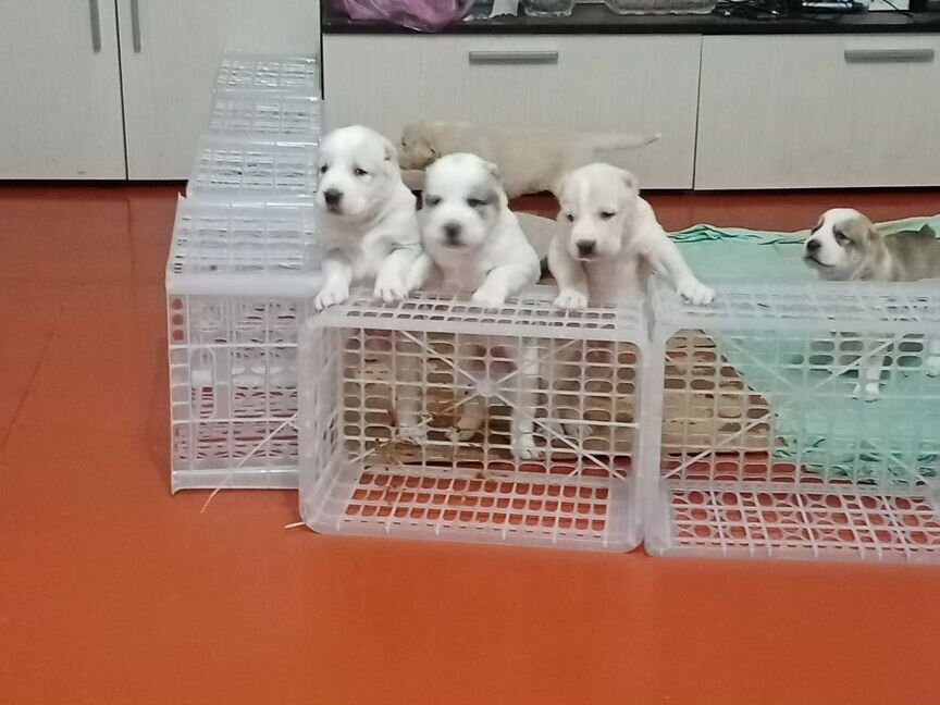 Продаются щенки алабаи