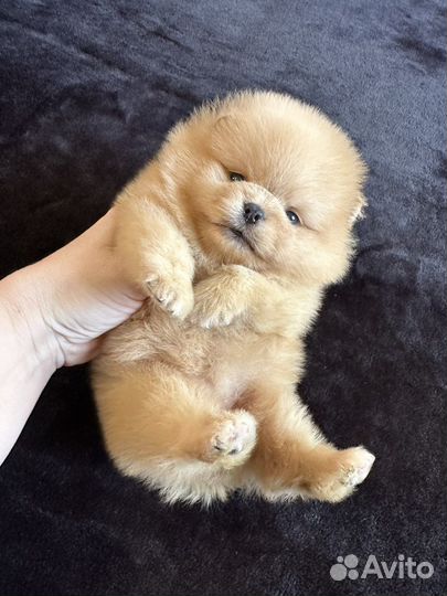 Шпиц рыжики мишки бу