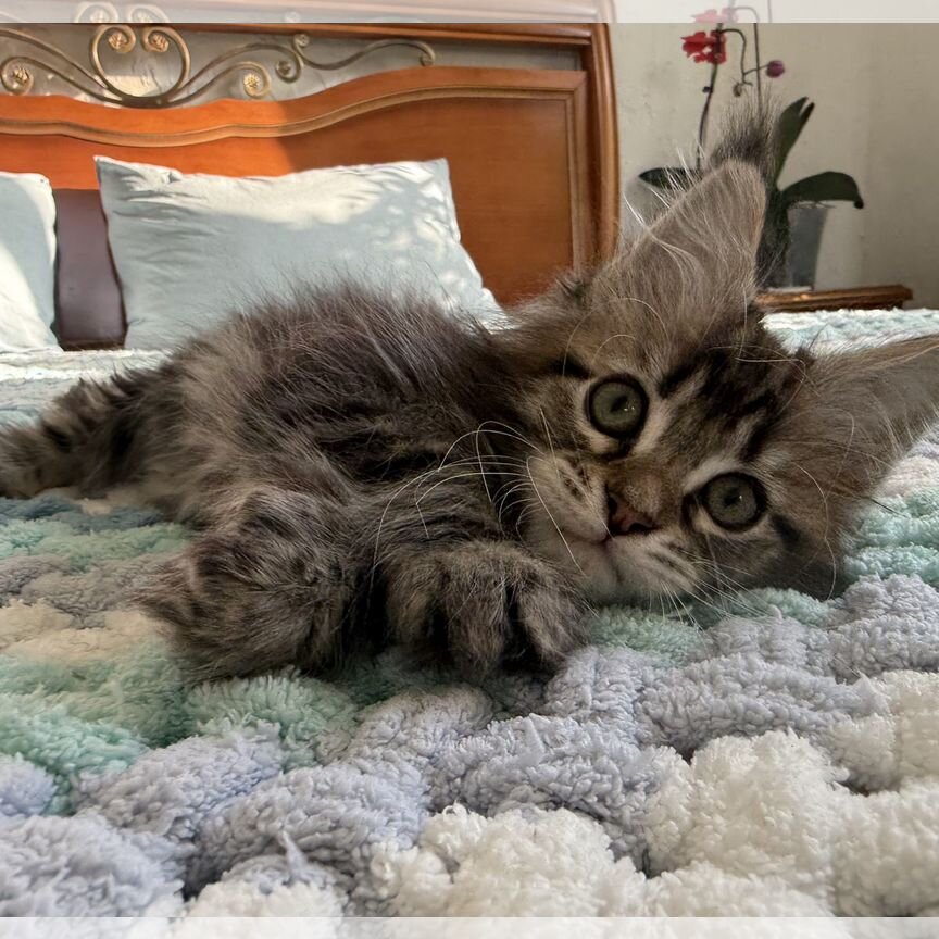 Мейн-кун котёнок