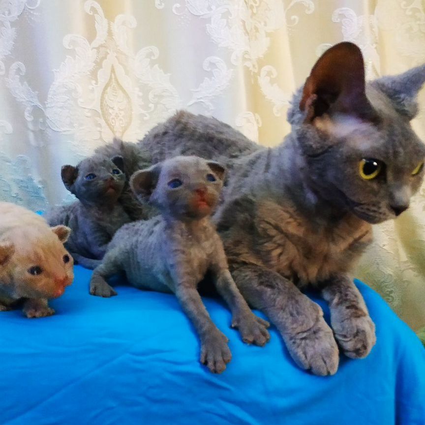 Девон-рекс котёнок