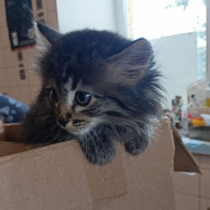 Пушистая котенок девочка ищет дом