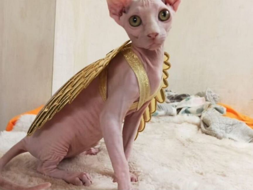 Эльф котенок