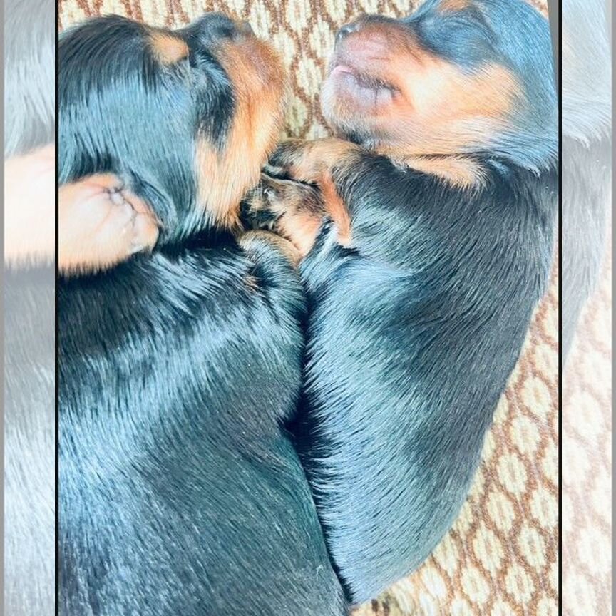 Йоркширский терьер, щенок