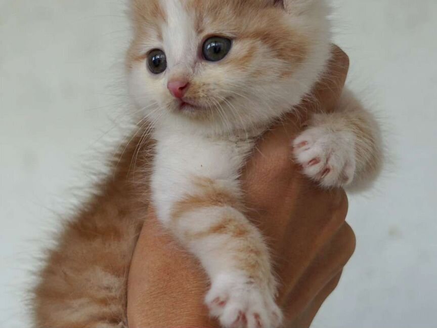 Золотая девочка