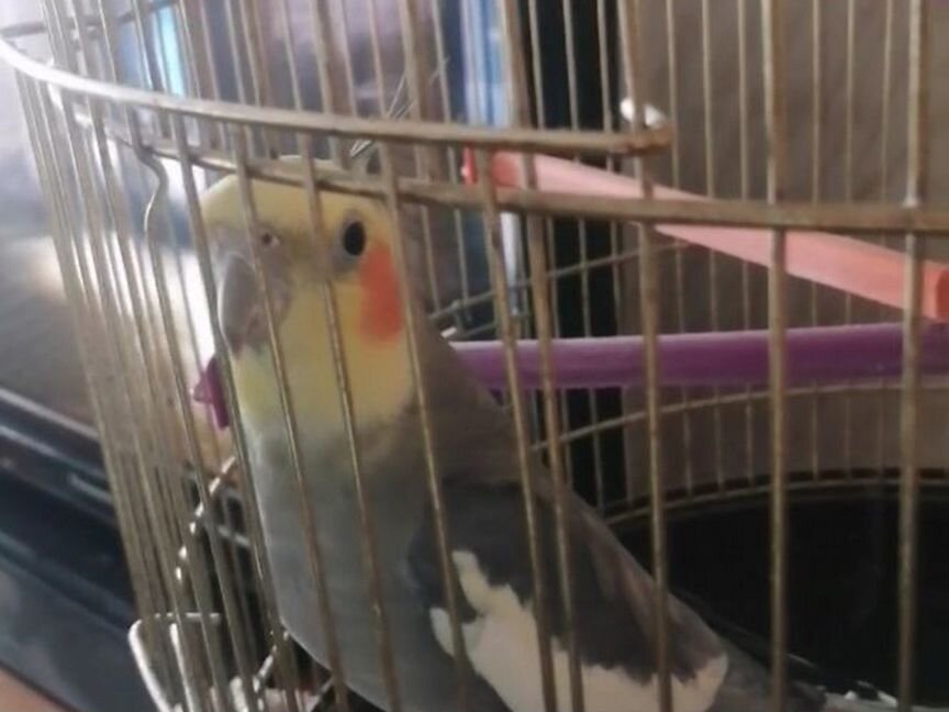 Попугай говорящий