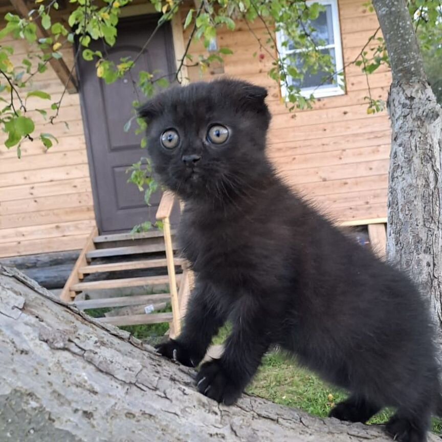 Кошечка в добрые руки