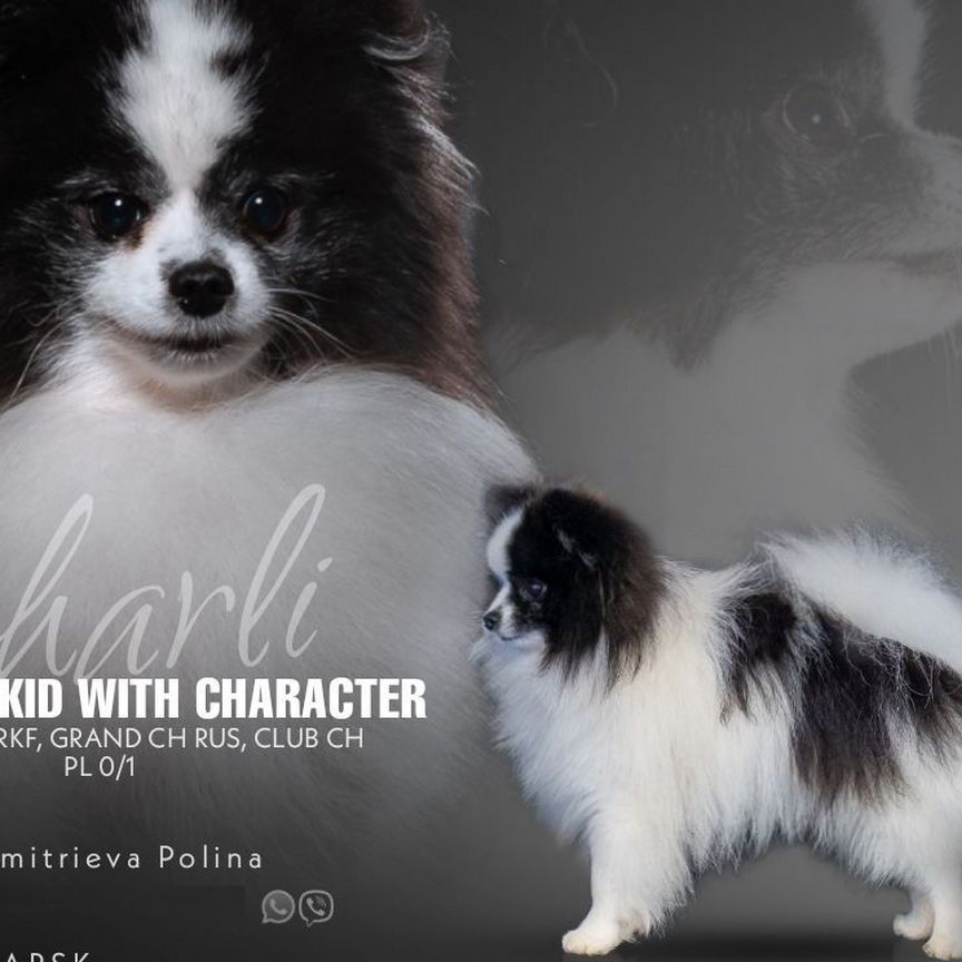 Померанский шпиц, взрослый пёс