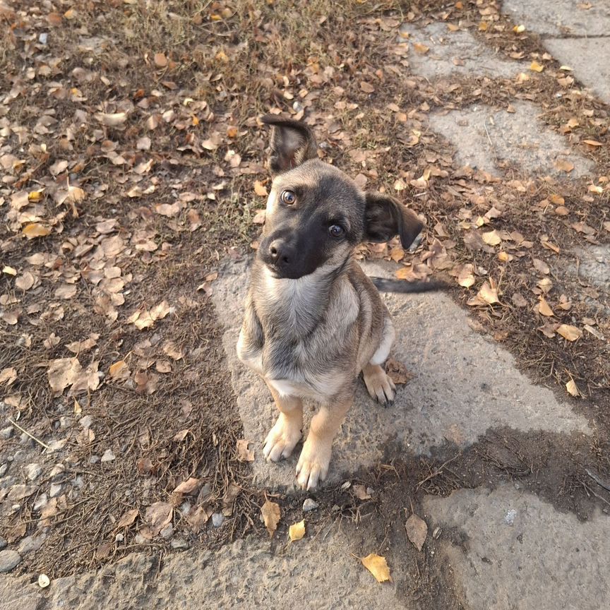 Умная очаровательная девочка