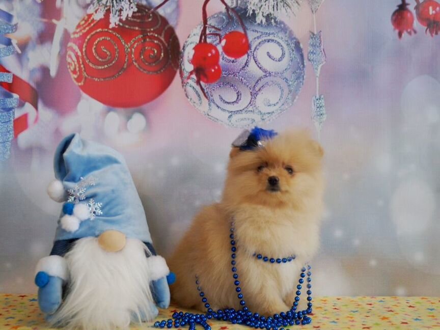 Щенки шпица