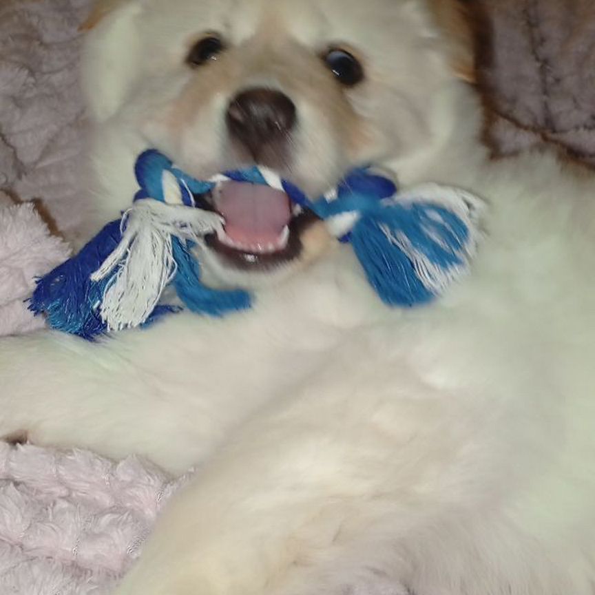 Отдам бесплатно в добрые руки