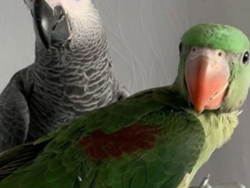 Попугаи выкормыши