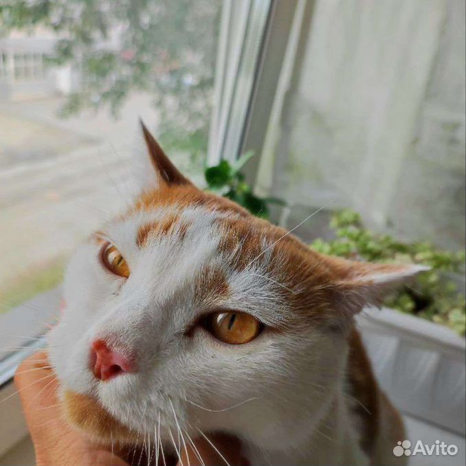 Ищу передержку для кота