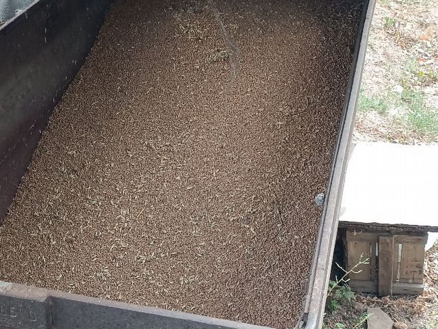 Продам пшеницу