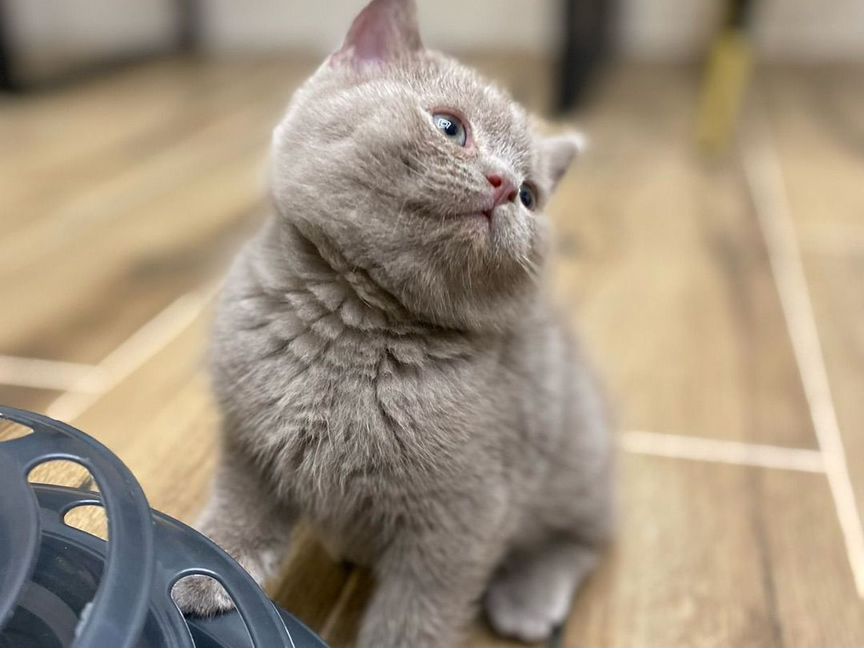 Шотландский прямоухий котенок