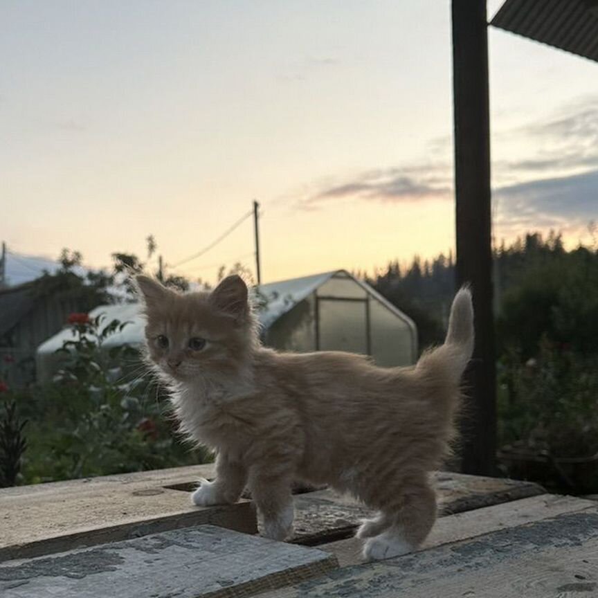 Котенок