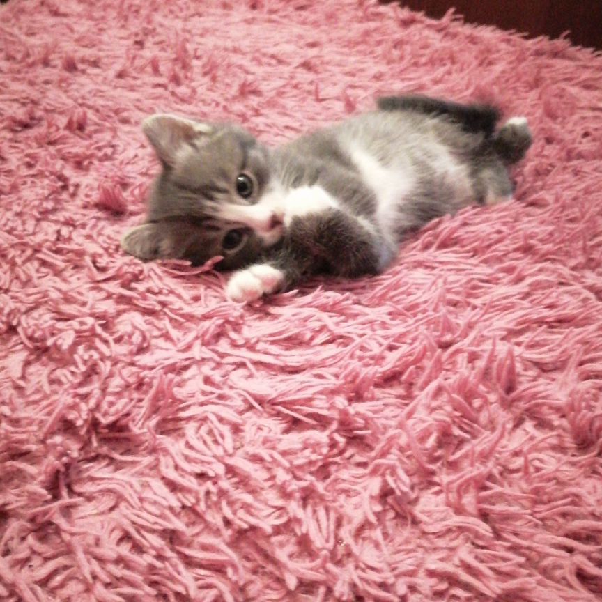 Шотландская