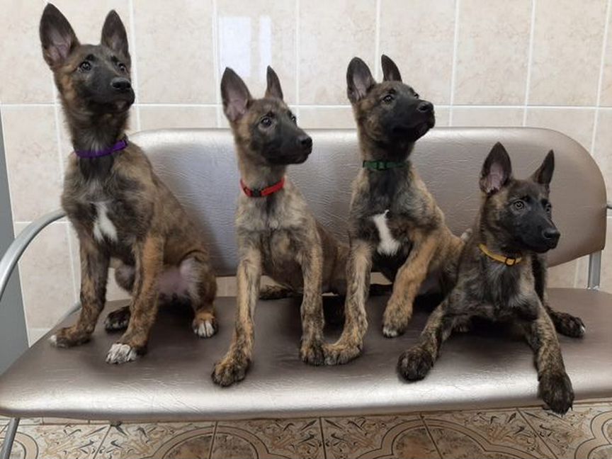 Бельгийские служебные овчарки щенки без документов