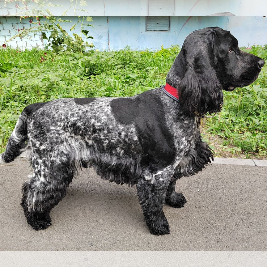Английский кокер-спаниель, вязка