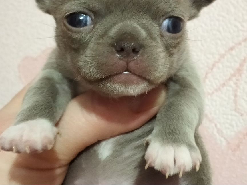 Мальчишка с документами РКФ