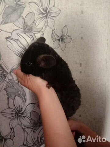 Шиншилла с клеткой