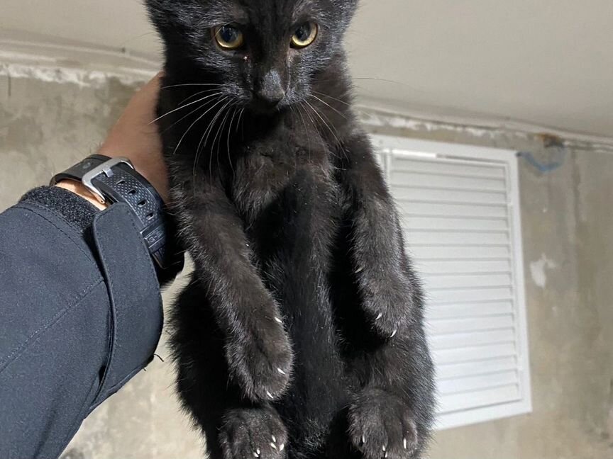 Красивый котенок пропадает на стройке