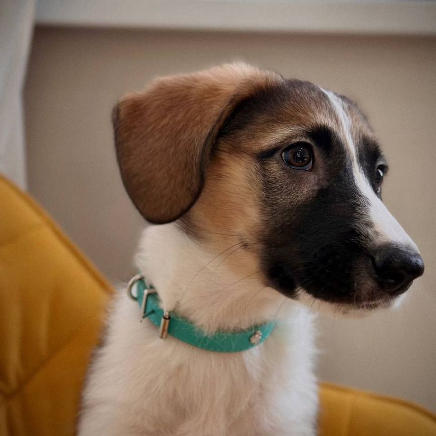 Умный щенок ищет дом