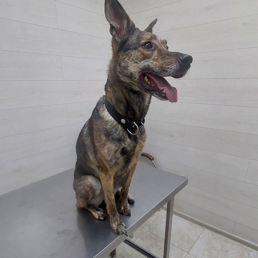 Взрослая собака в добрые руки