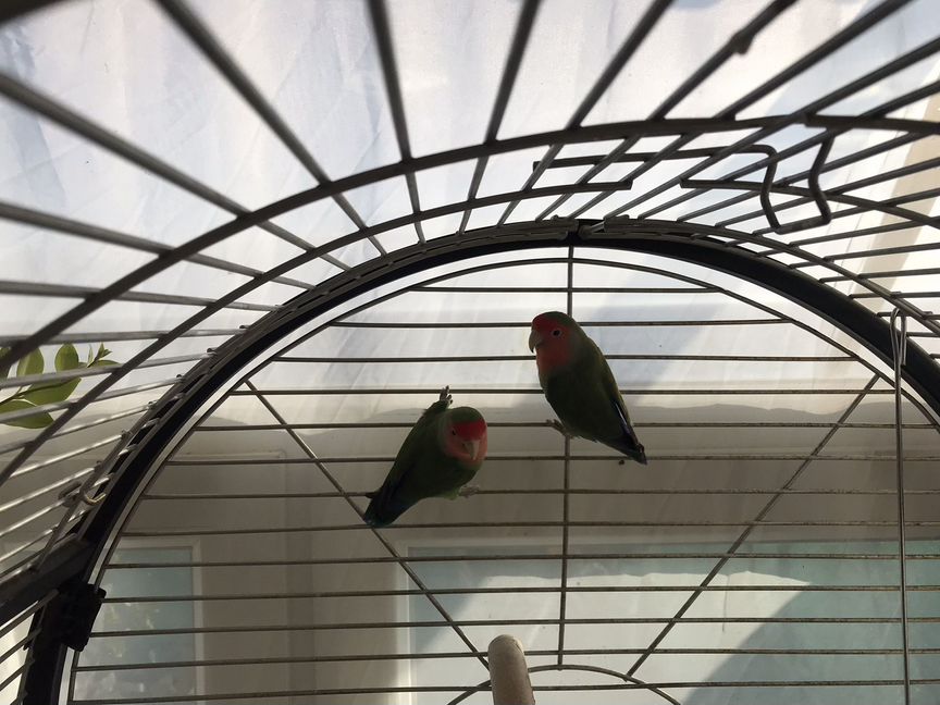 Попугаи неразлучники