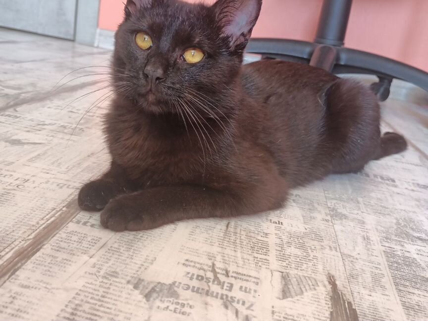 Кот котик подросток красавчик