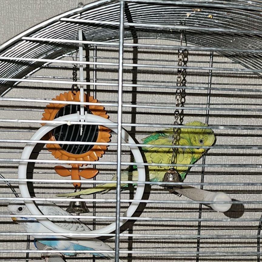 Волнистый попугай